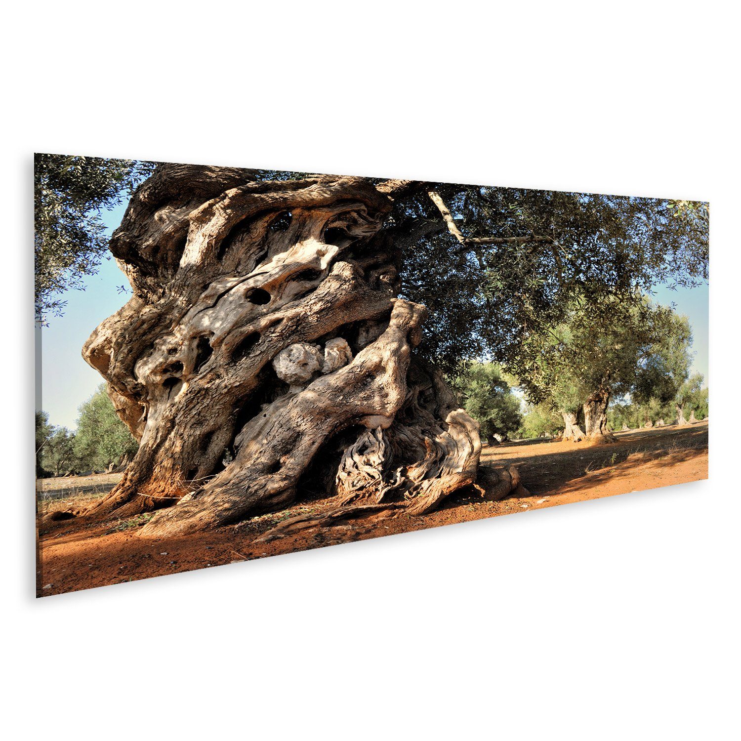 ᐅ islandburner Leinwandbild Bild auf Leinwand Alte Olivenbaum Im Garten Wandbild Leinwandbild ...