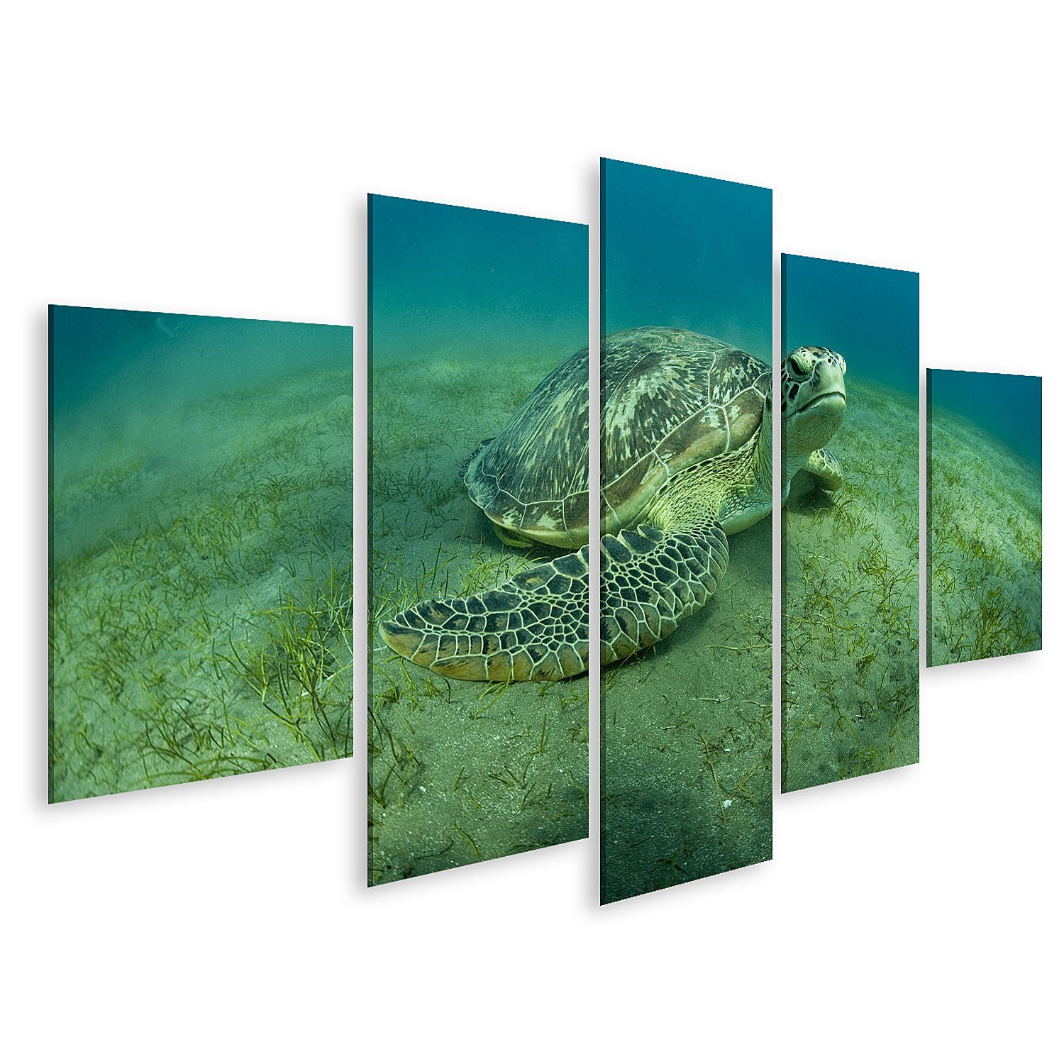 islandburner Leinwandbild »Bild auf Leinwand Grüne Schildkröte Wandbild Poster Kunstdruck Bilder«