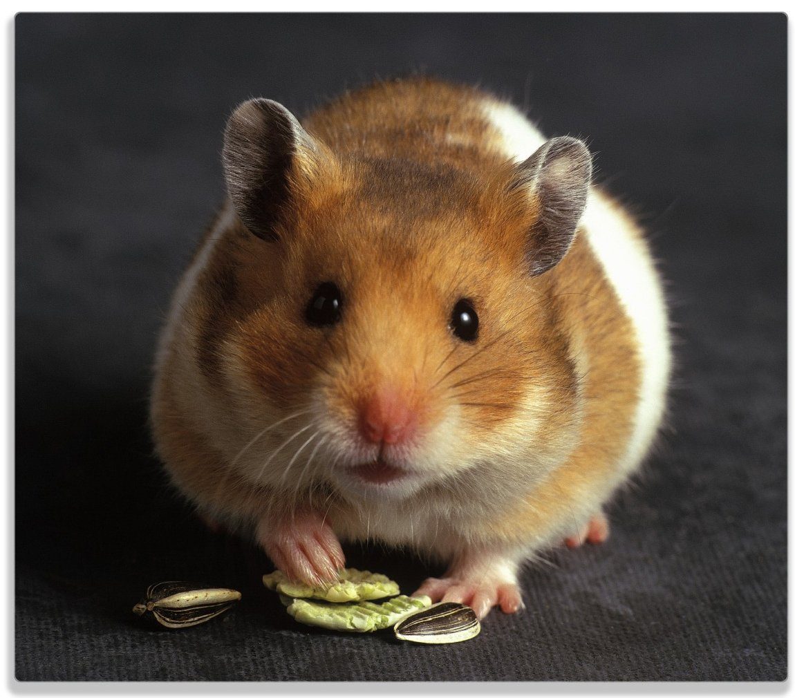 Wallario Herd Abdeckplatte Putziger Hamster Mit Nüssen Zwischen Den