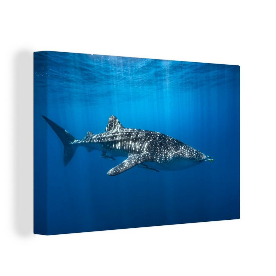 Onemillioncanvasses® Leinwandbild Walhai Im Sonnenlicht 1 St