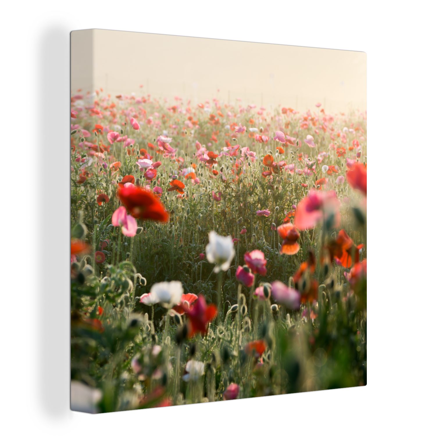 Onemillioncanvasses® Leinwandbild Mohn Farben Pastell 1 St