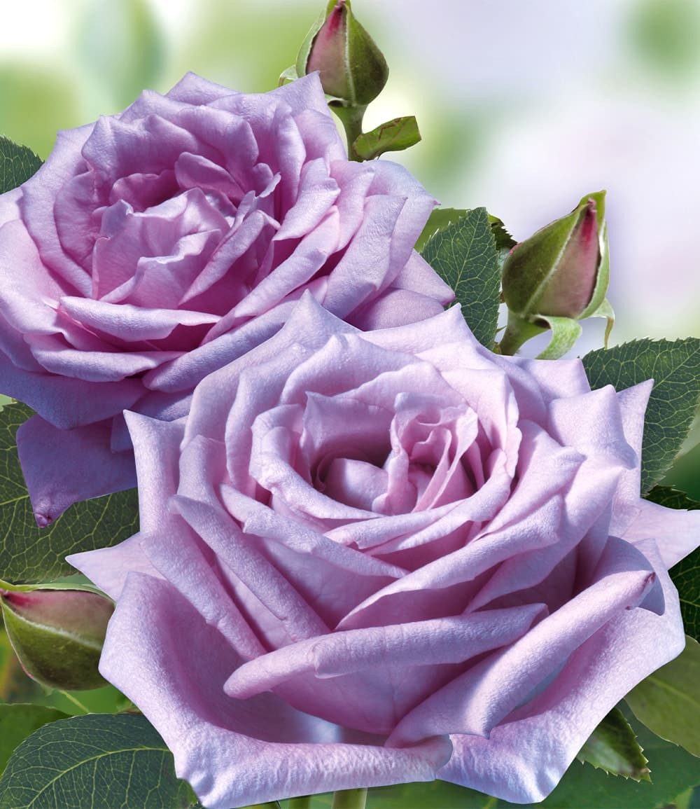BALDUR Garten Rose Parfum-Rose 'Mamy Blue®', 1 St., Teehybride ...