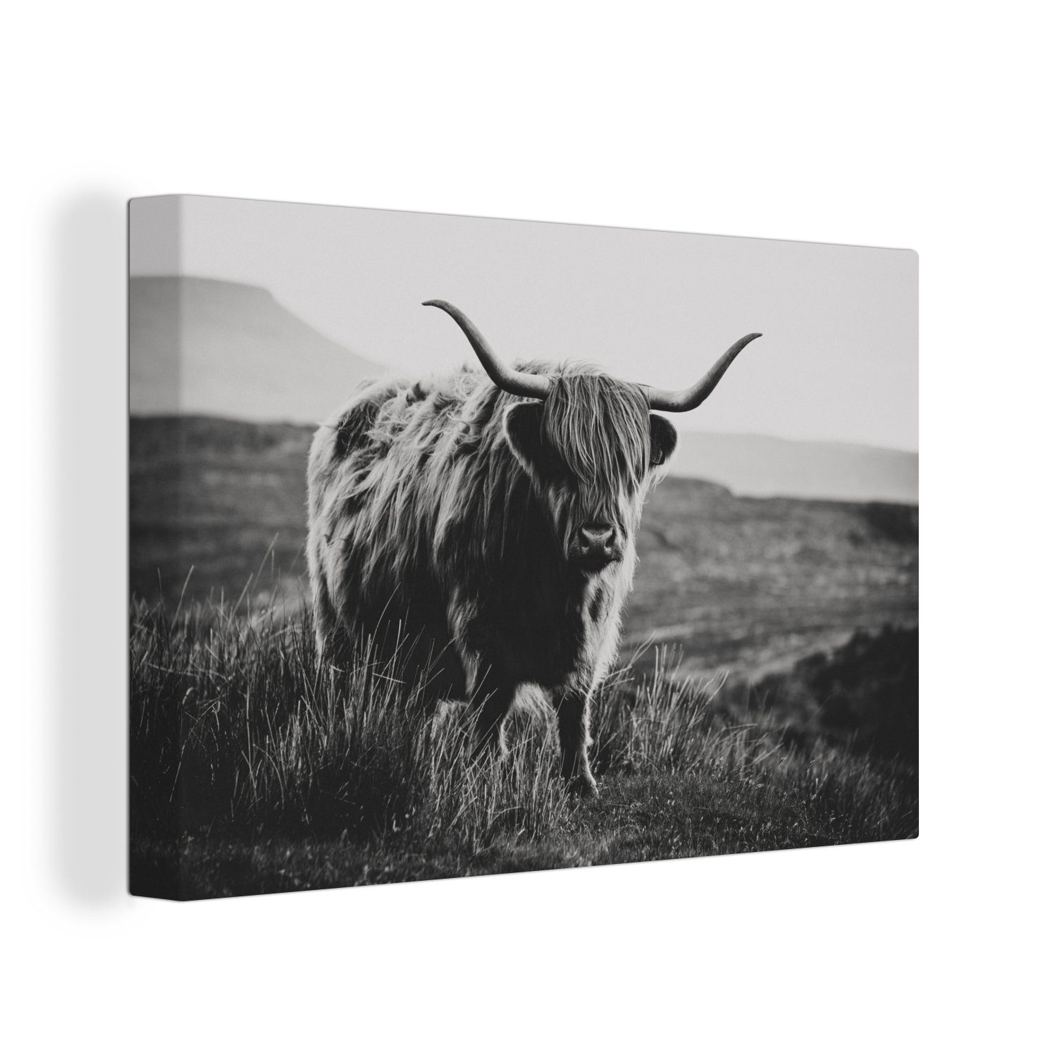 Onemillioncanvasses® Leinwandbild Schottische Hochlandbewohner Natur