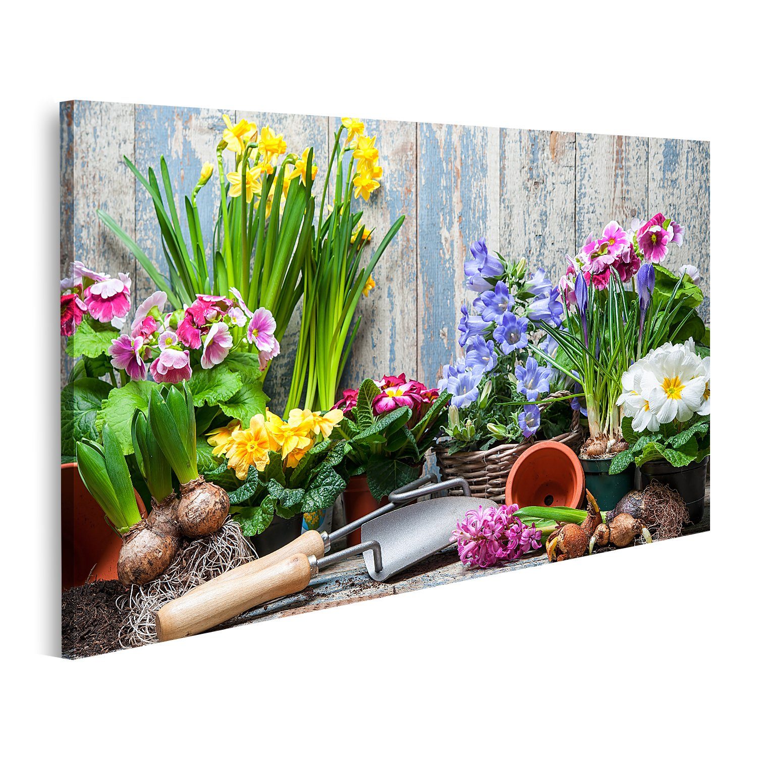 islandburner Leinwandbild Bild auf Leinwand Blumen pflanzen in Topf mit Erde oder Erde im Hinter
