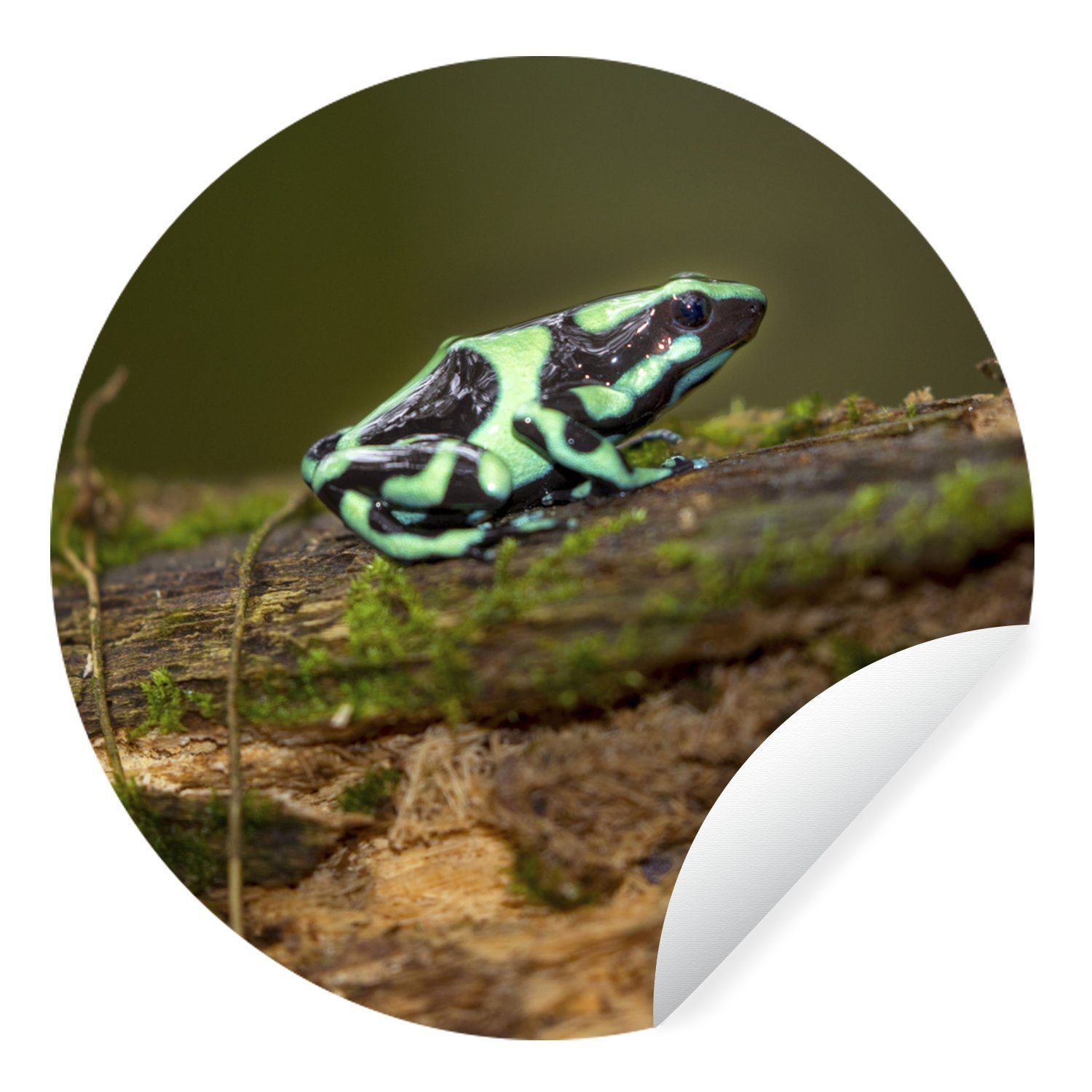 Muchowow Wandsticker Grüner Pfeiltfrosch Auf Einem Baumstamm In