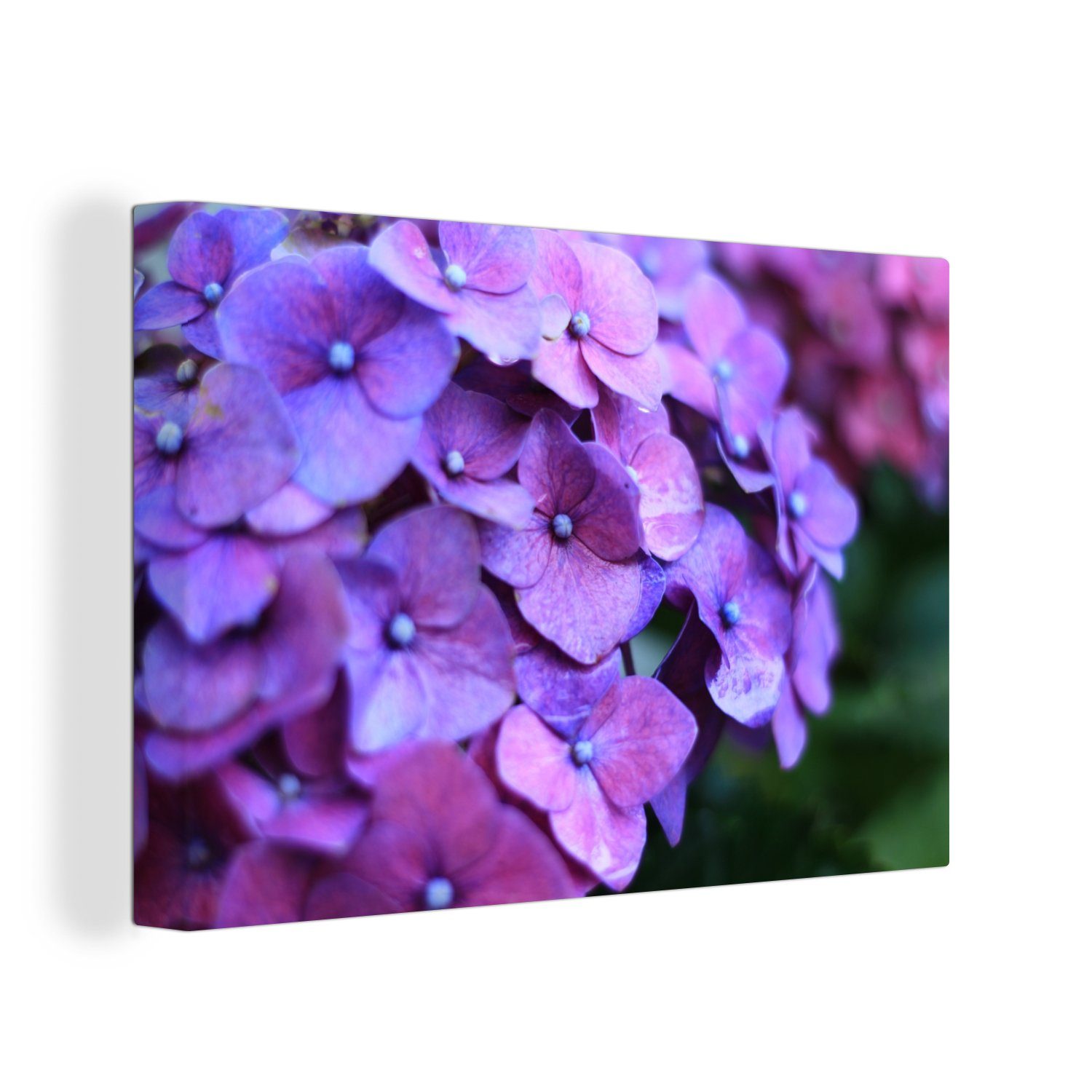 Onemillioncanvasses® Leinwandbild Blumen Lila Hortensie Natur