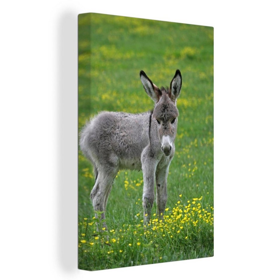Onemillioncanvasses® Leinwandbild Kleiner Esel Auf Rasen 1 St