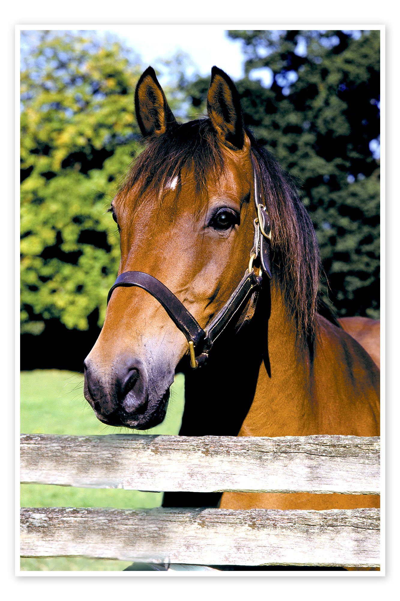 Kinderzimmer Pferde Poster online kaufen | OTTO