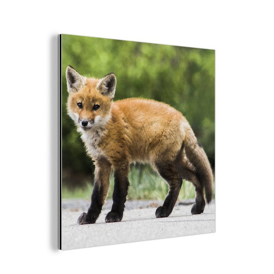 Muchowow Metallbild Fuchs Welpe Straße 1 St Alu Dibond Druck