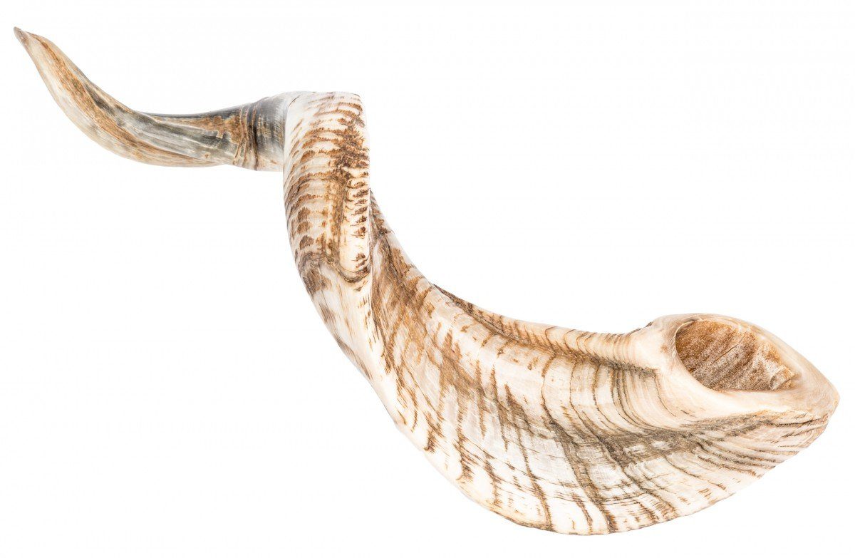 Nadeco Bastelnaturmaterial Schafshorn Poliert 31 35cm Schafhorn