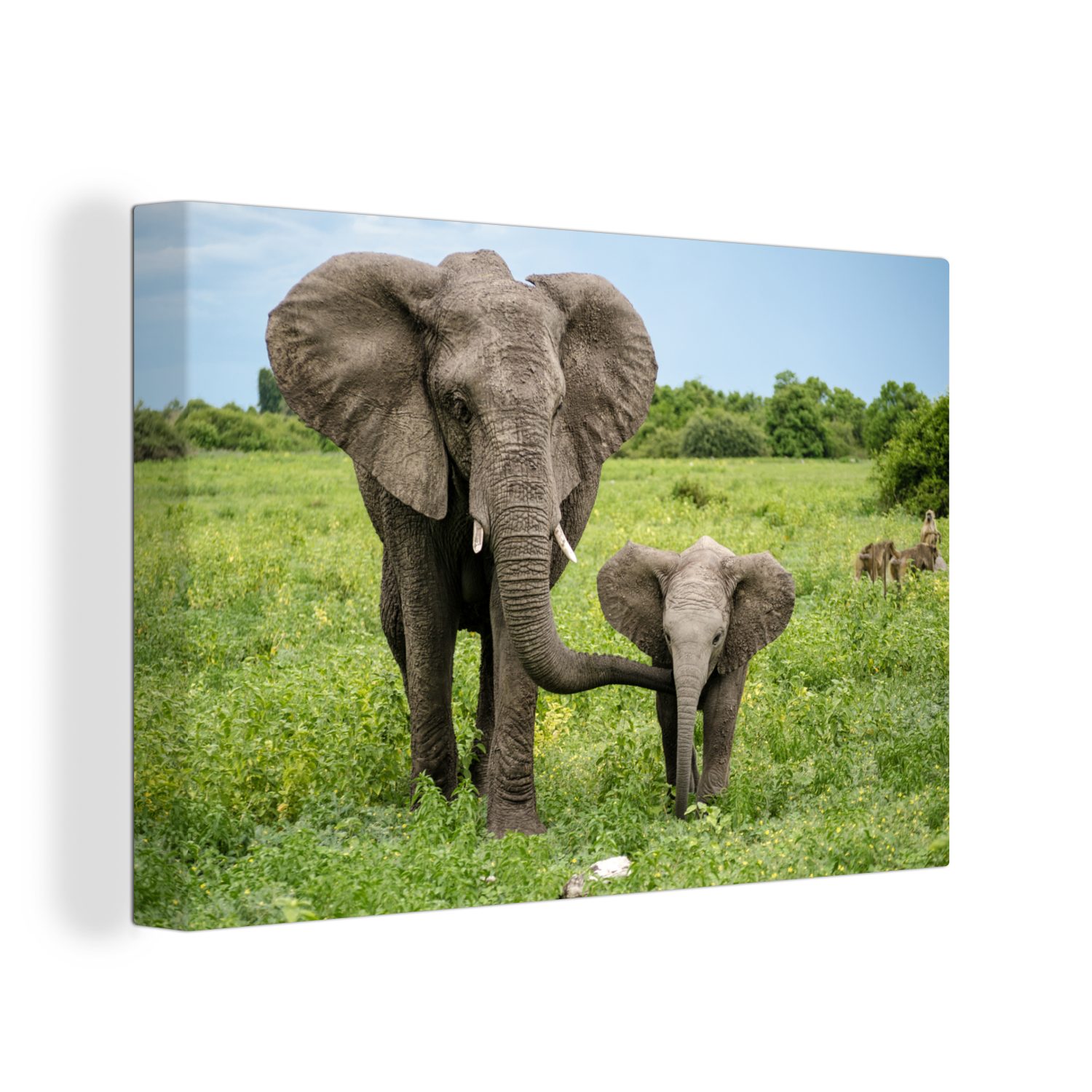 Onemillioncanvasses® Leinwandbild Elefant Natur Park 1 St