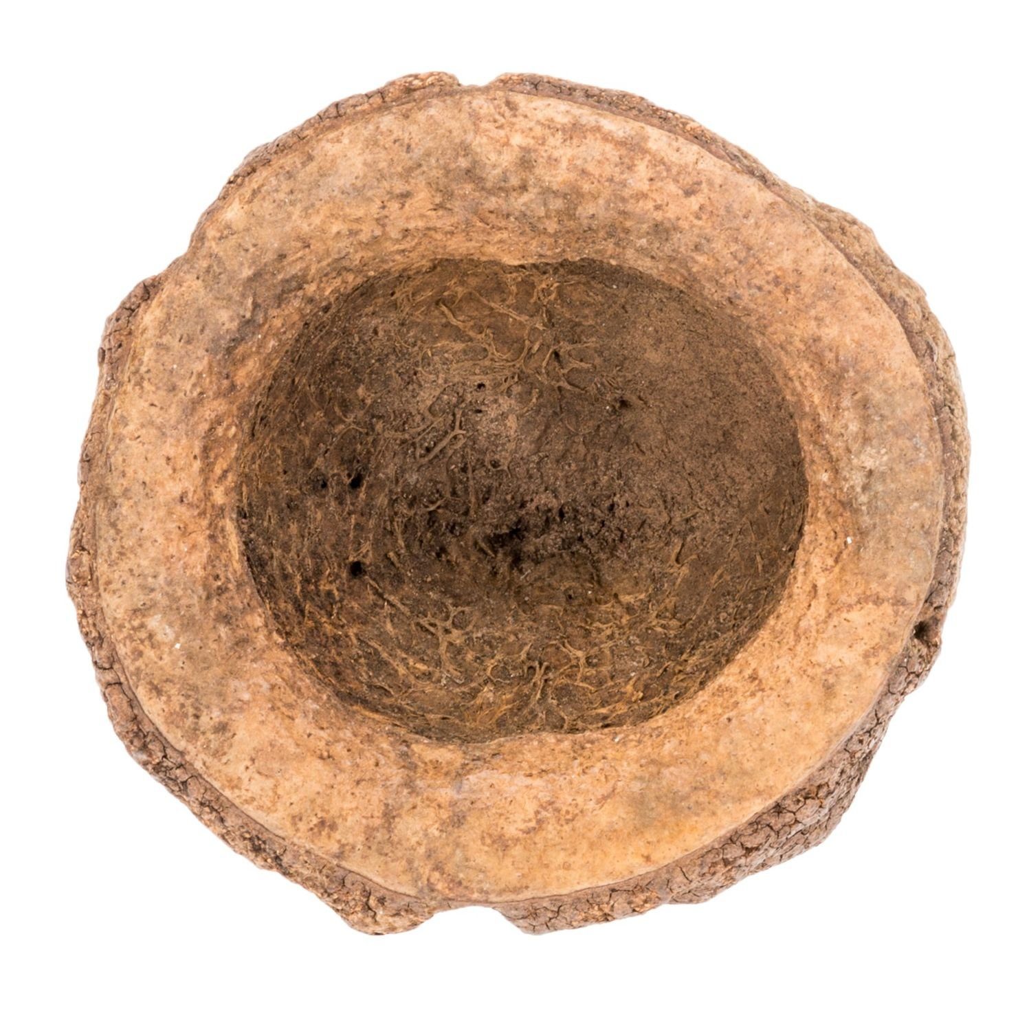 NaDeco Bastelnaturmaterial Cypraea tigris Kauri-Tigerschnecke ca. 5-7cm ...