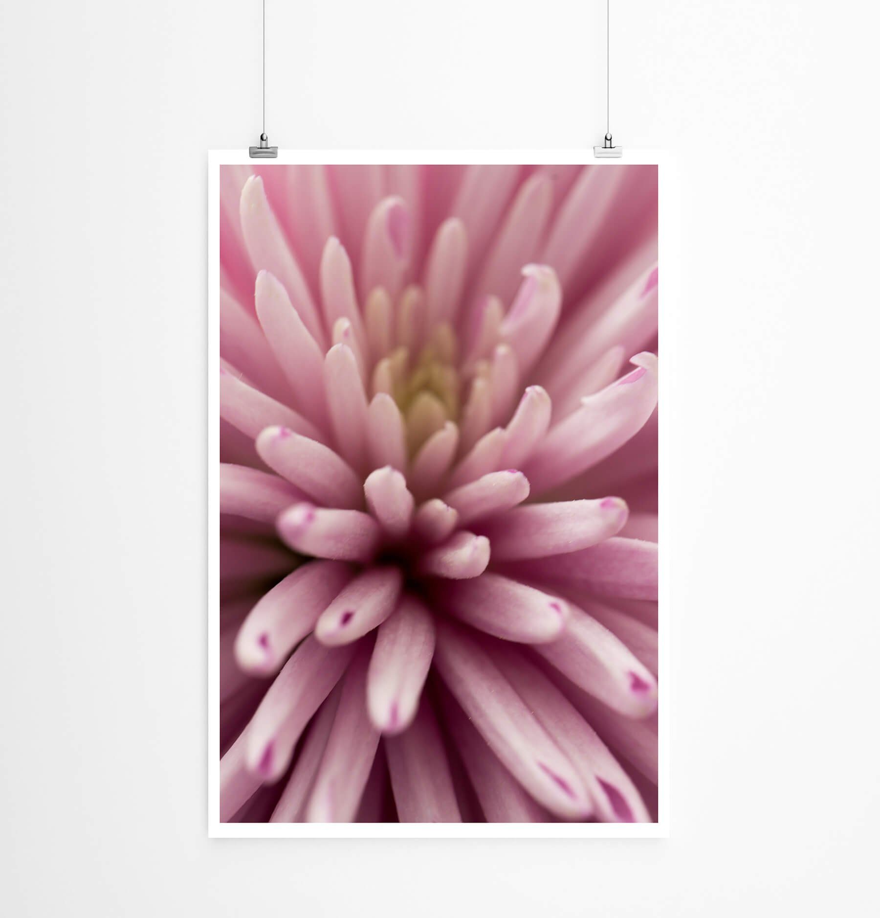 Bilder Altrosa online kaufen | OTTO