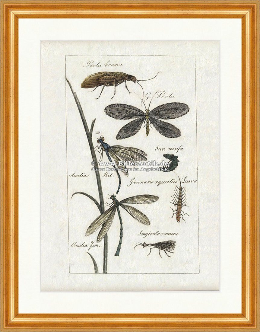 BillerAntik Kunstdruck Libelle Langhalslibelle Wasserlibelle Libellenlarve Buffon 309 Gerahmt ...