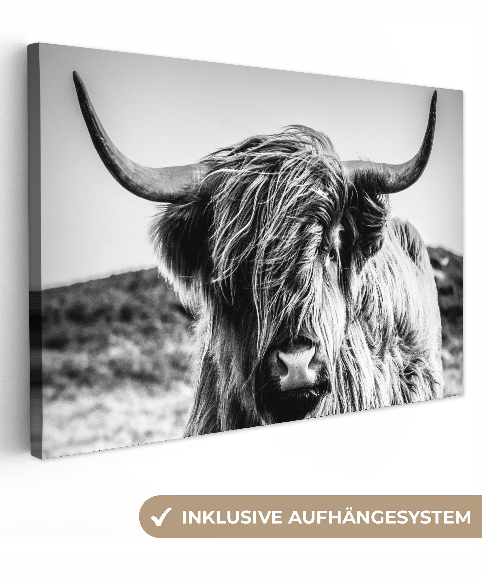 OneMillionCanvasses® Leinwandbild Schottischer Highlander - Natur - Kuh - Schwarz - Weiß ...