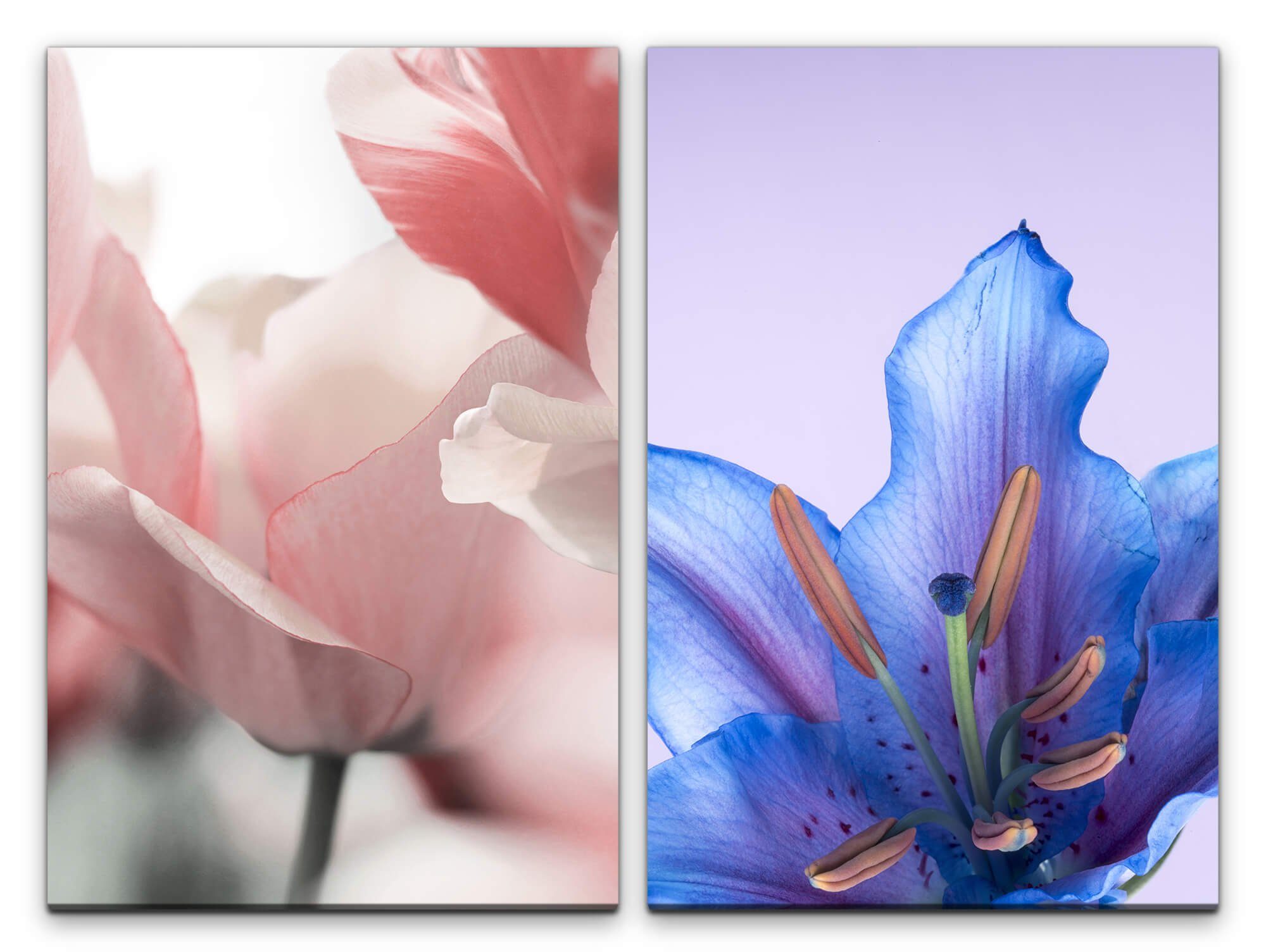 Sinus Art Leinwandbild 2 Bilder Je 60x90cm Tulpe Blumen Blüten Zart