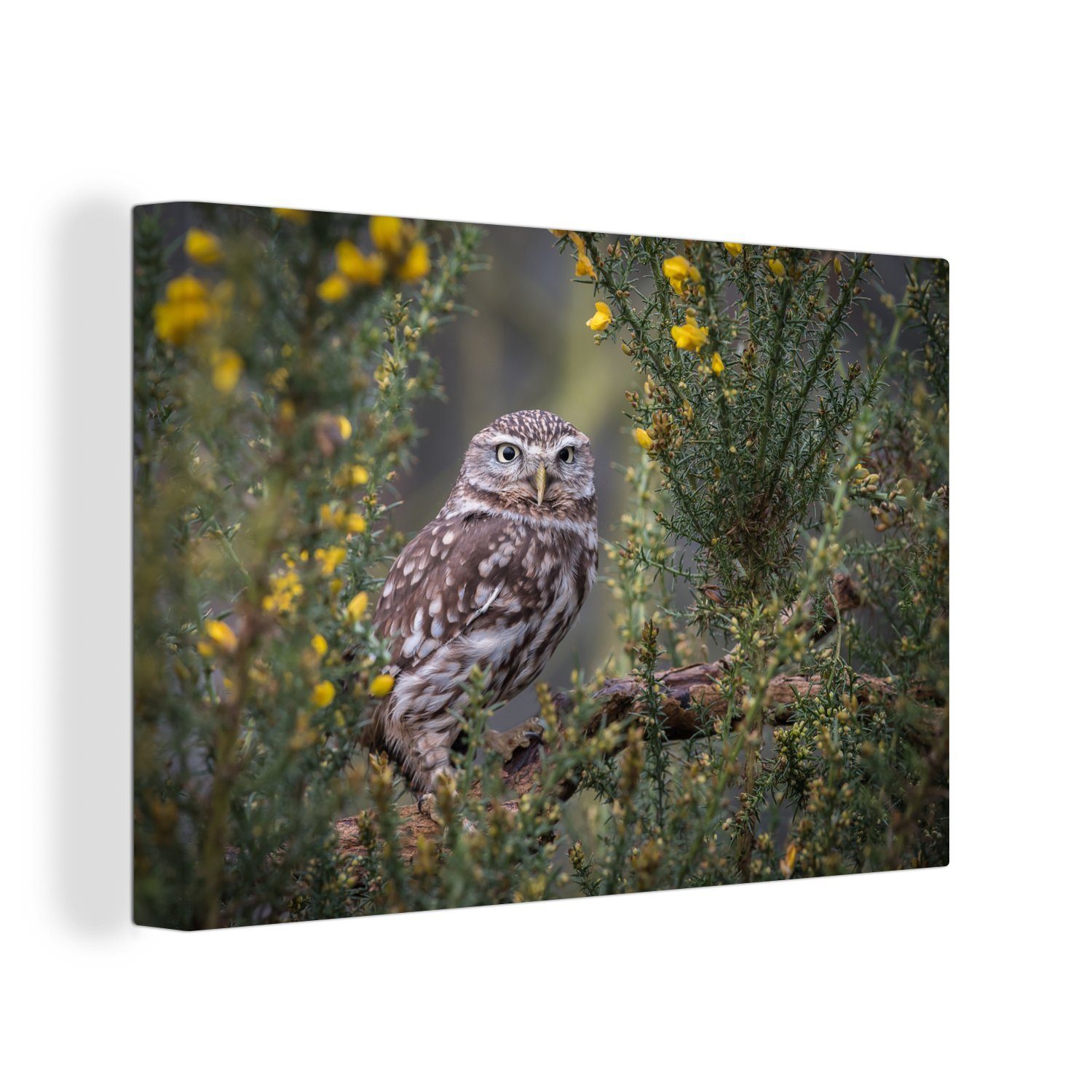 Onemillioncanvasses® Leinwandbild Eine Kleine Braune Eule Sitzt Da Und