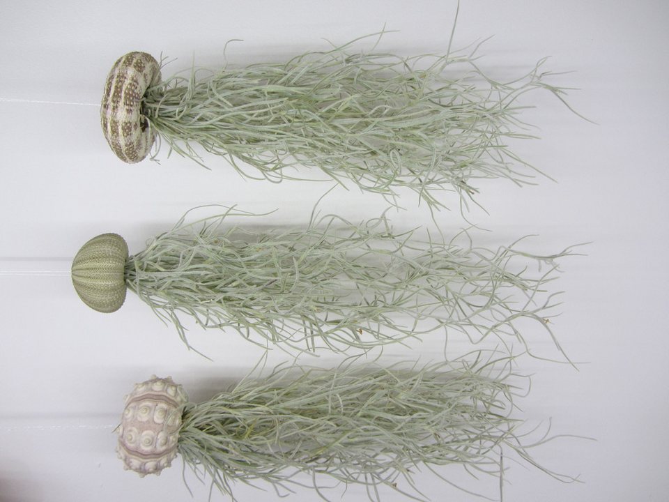 Meinvipshop Hängedekoration 3er Set Seeigelgehäuse Mit Tillandsia