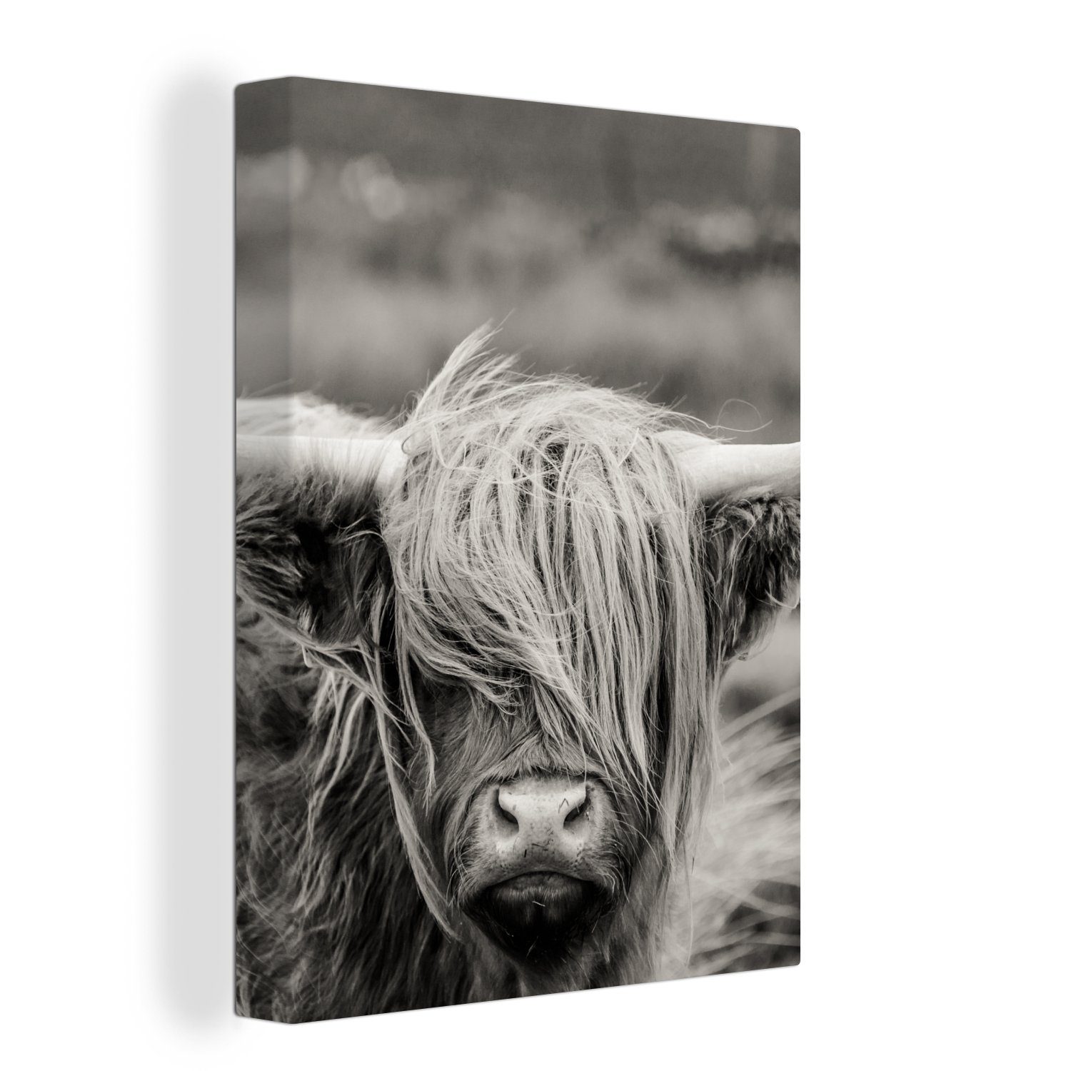 OneMillionCanvasses® Leinwandbild Schottisches Hochlandrind - Kuh - Tiere - Schwarz-Weiß ...