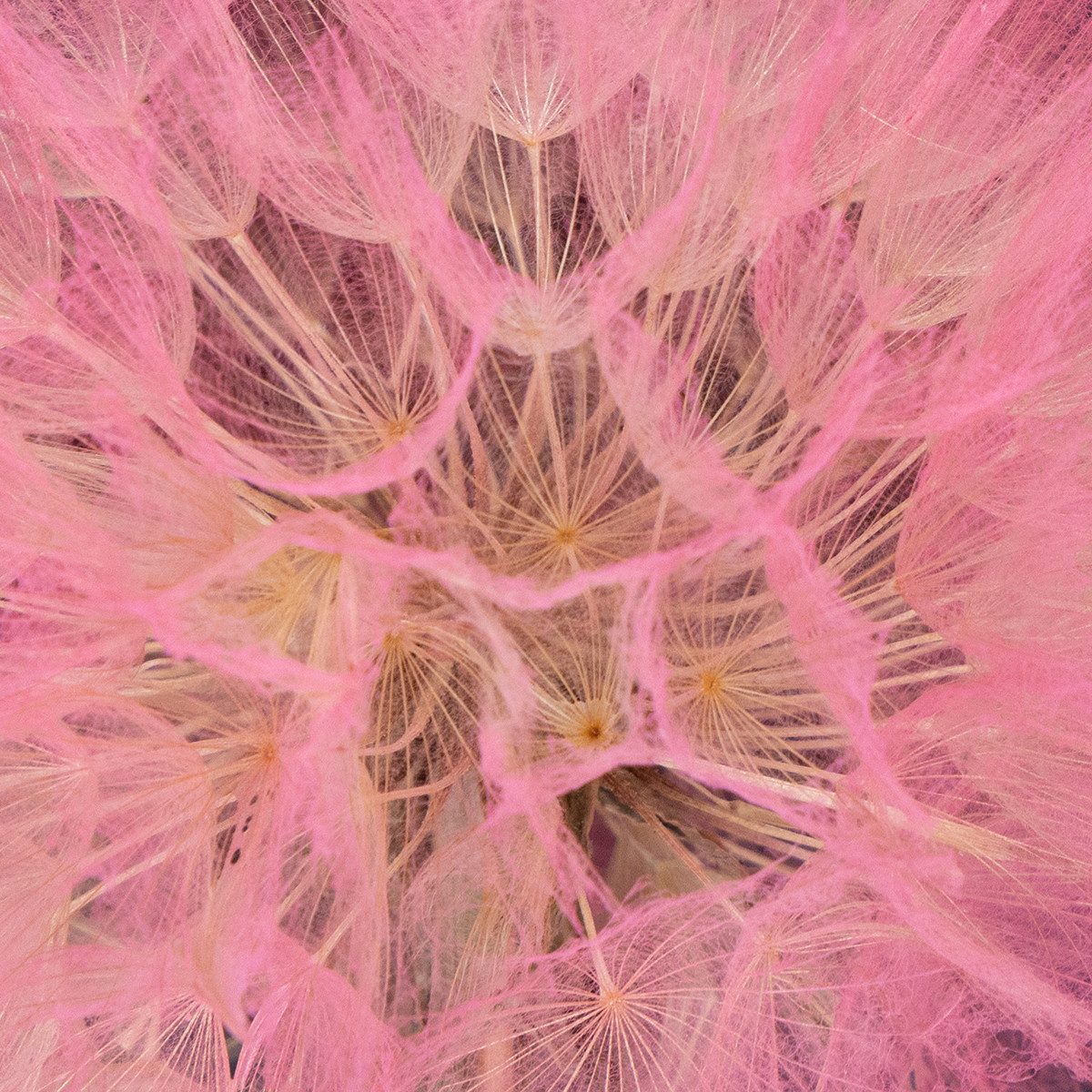 Trockenblume Filigrane Trockenblumen Pusteblume für stilvolle ...