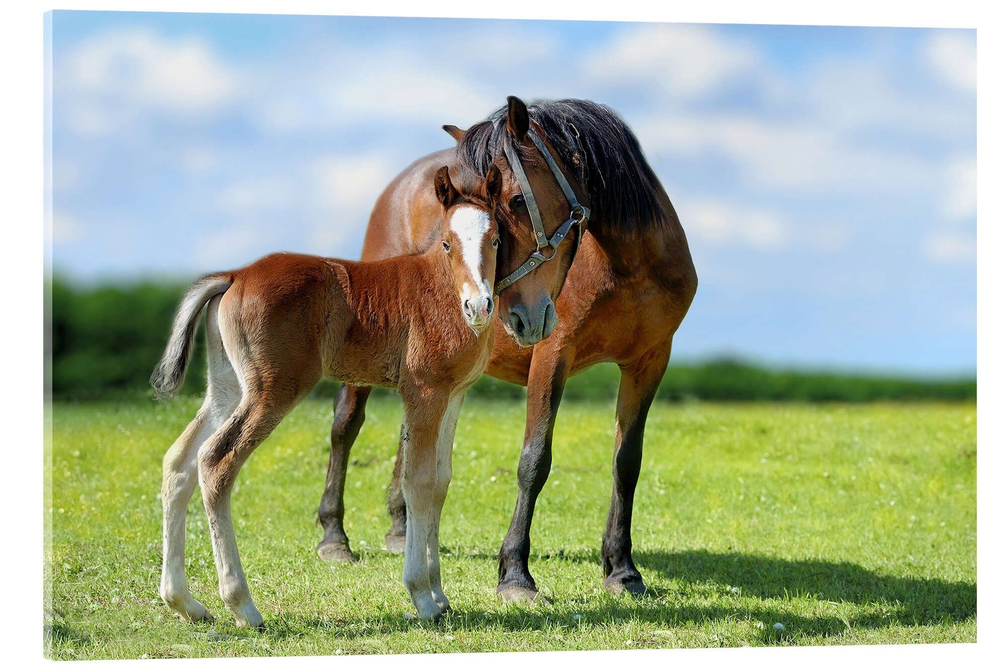 Posterlounge Acrylglasbild Editors Choice, Mutterliebe - Stute mit Fohlen, Fotografie