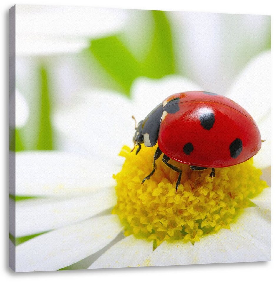 Pixxprint Leinwandbild Marienkäfer Auf Gänseblümchen Marienkäfer Auf