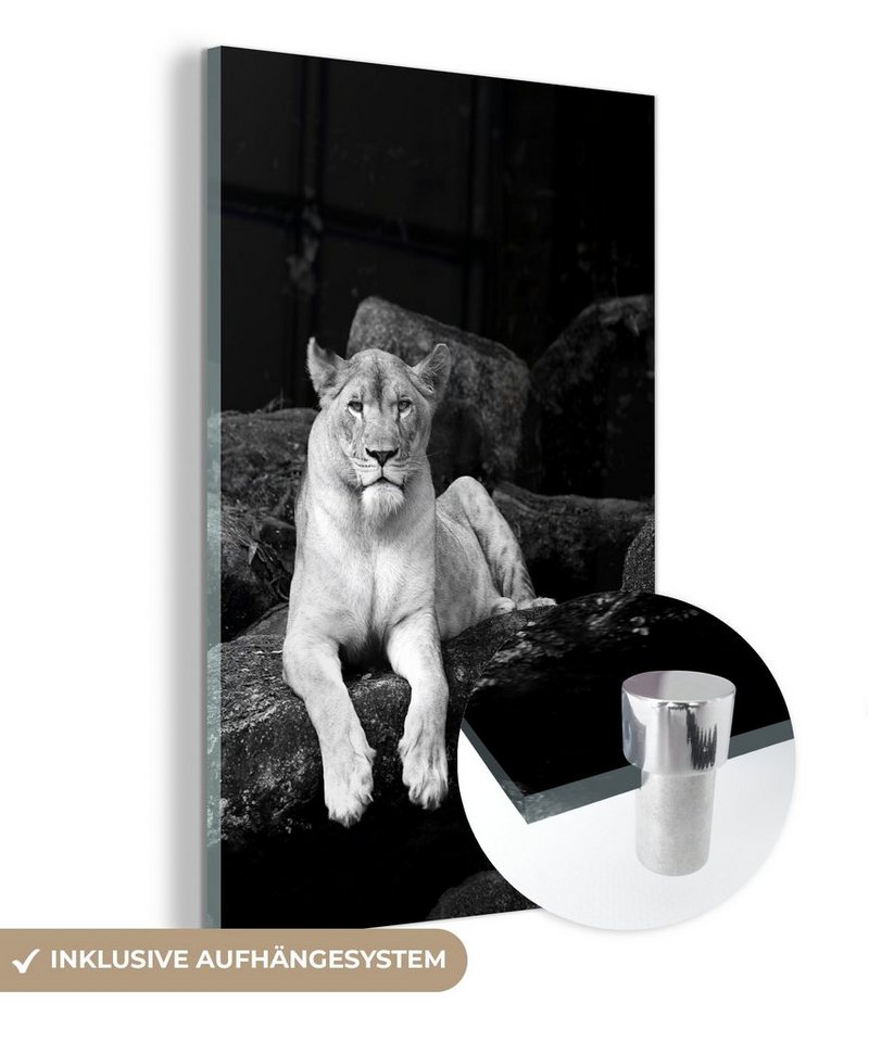 Muchowow Acrylglasbild Löwin Porträt Schwarz Und Weiß 1 St