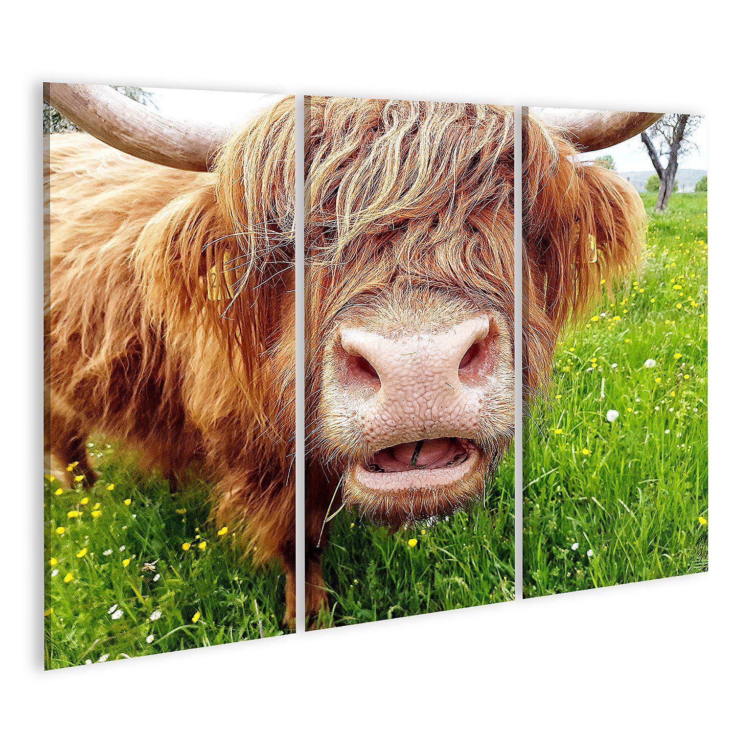 islandburner Leinwandbild »Bild auf Leinwand Nahaufnahme einer Gras kauenden Hochlandkuh auf ...