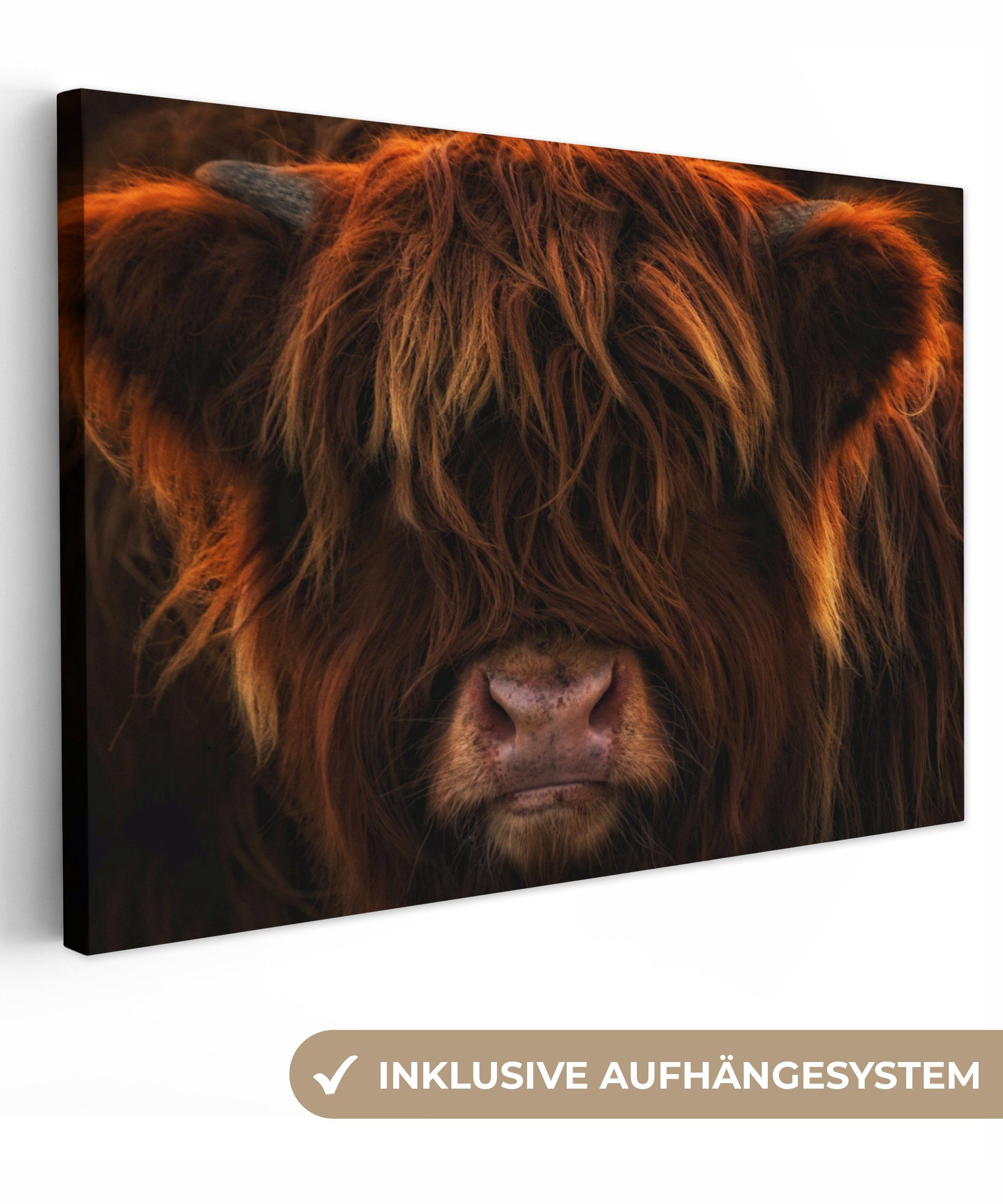 OneMillionCanvasses® Leinwandbild Schottischer Highlander - Kuh - Schwarz - Porträt, (1 St ...