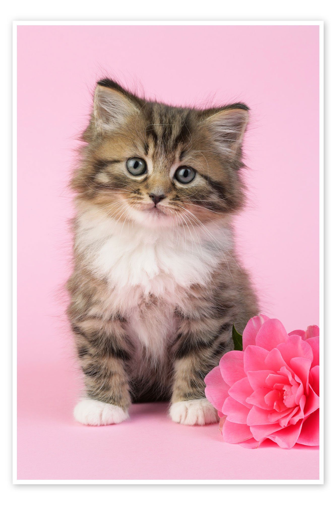 Posterlounge Poster Greg Cuddiford Katze Mit Rosa Blume Fotografie