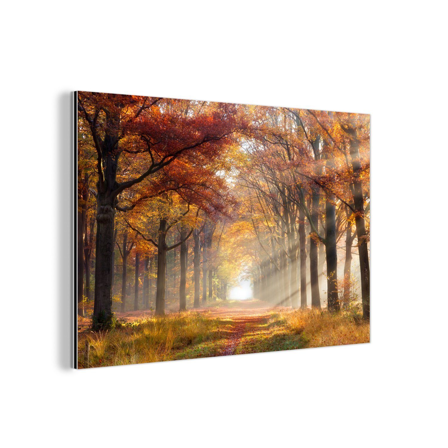 Muchowow Metallbild Herbst Wald Baum Packung 1 St Wandbild