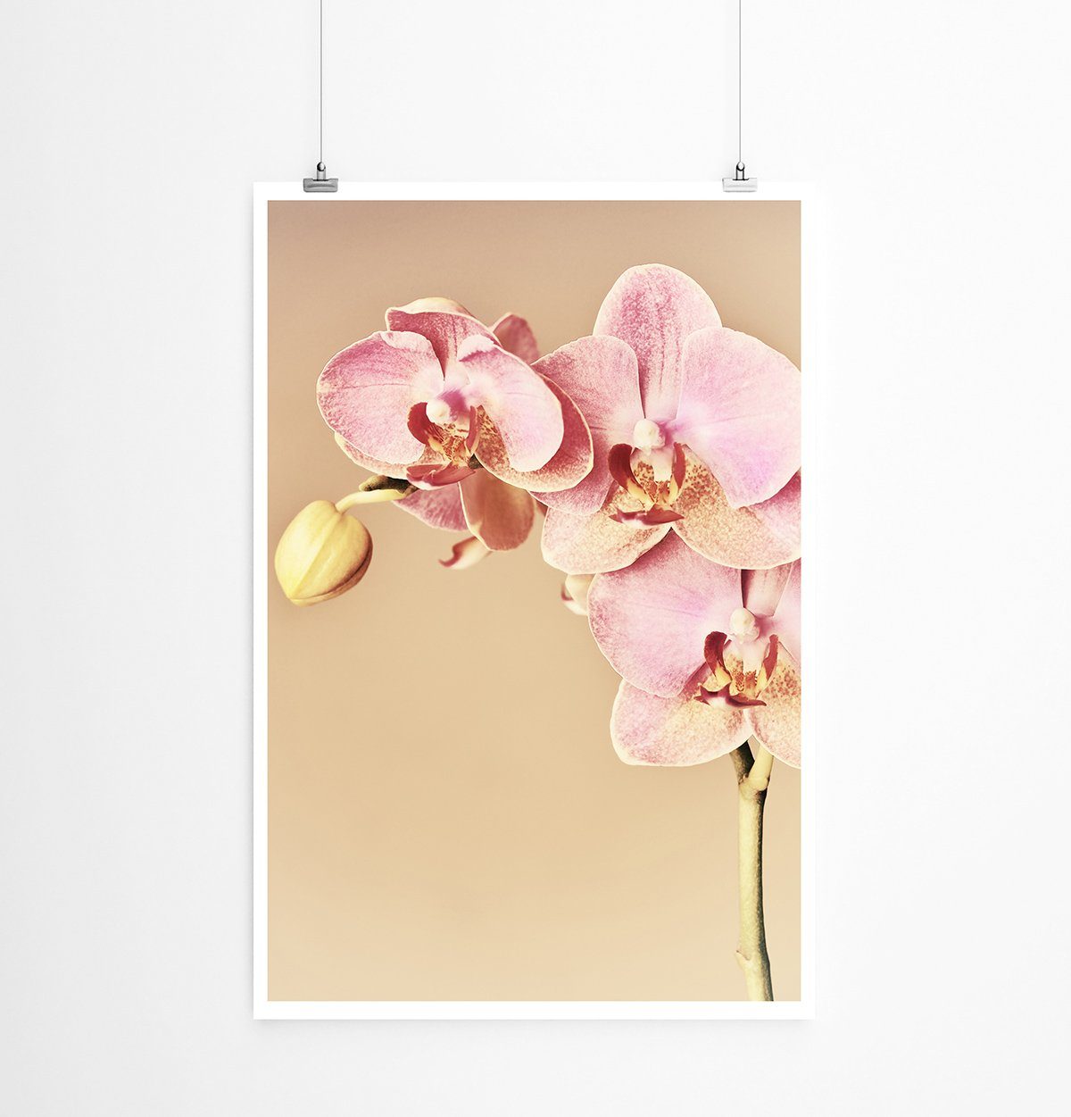 Poster Altrosa online kaufen | OTTO