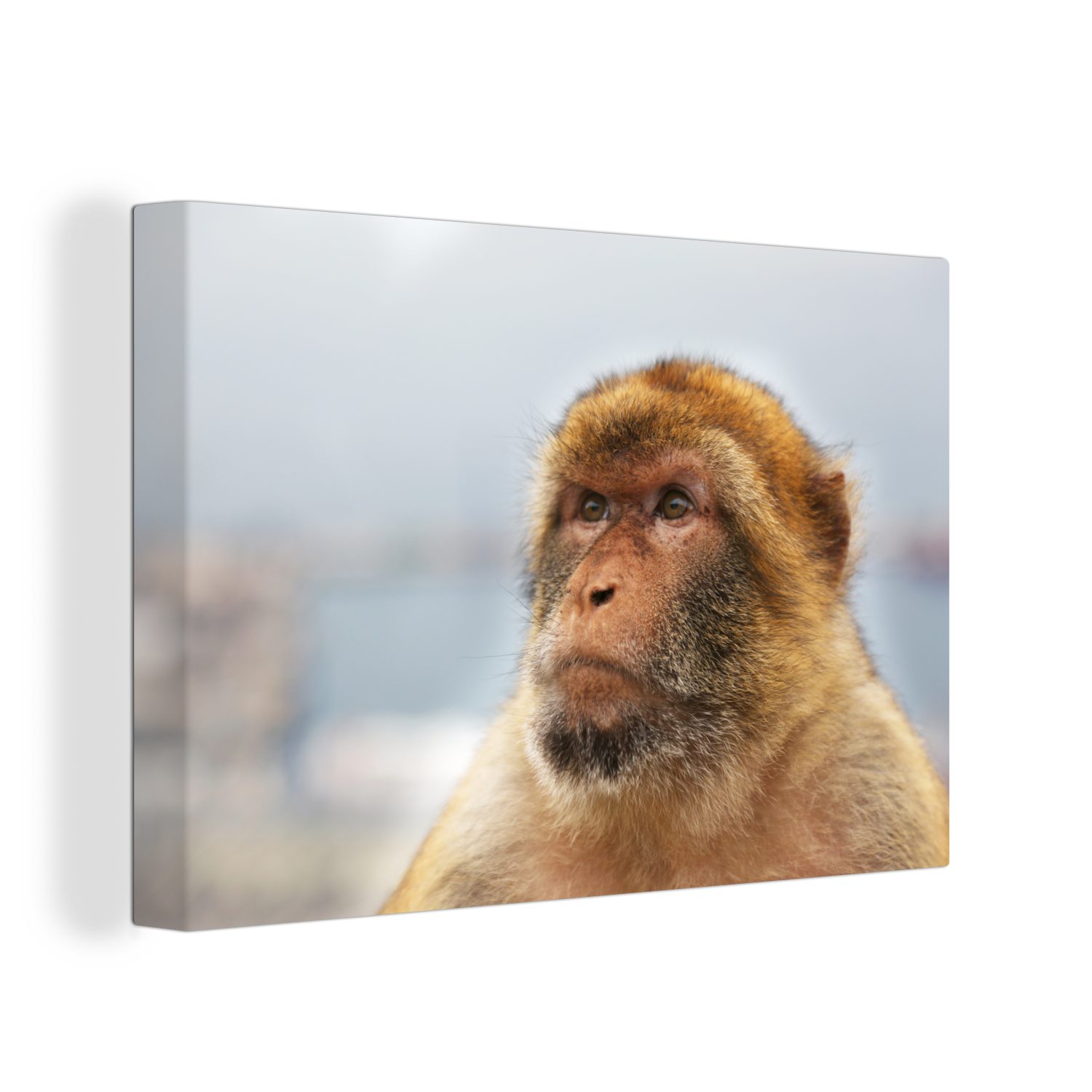 Onemillioncanvasses® Leinwandbild Affe Tiere Porträt Landschaft