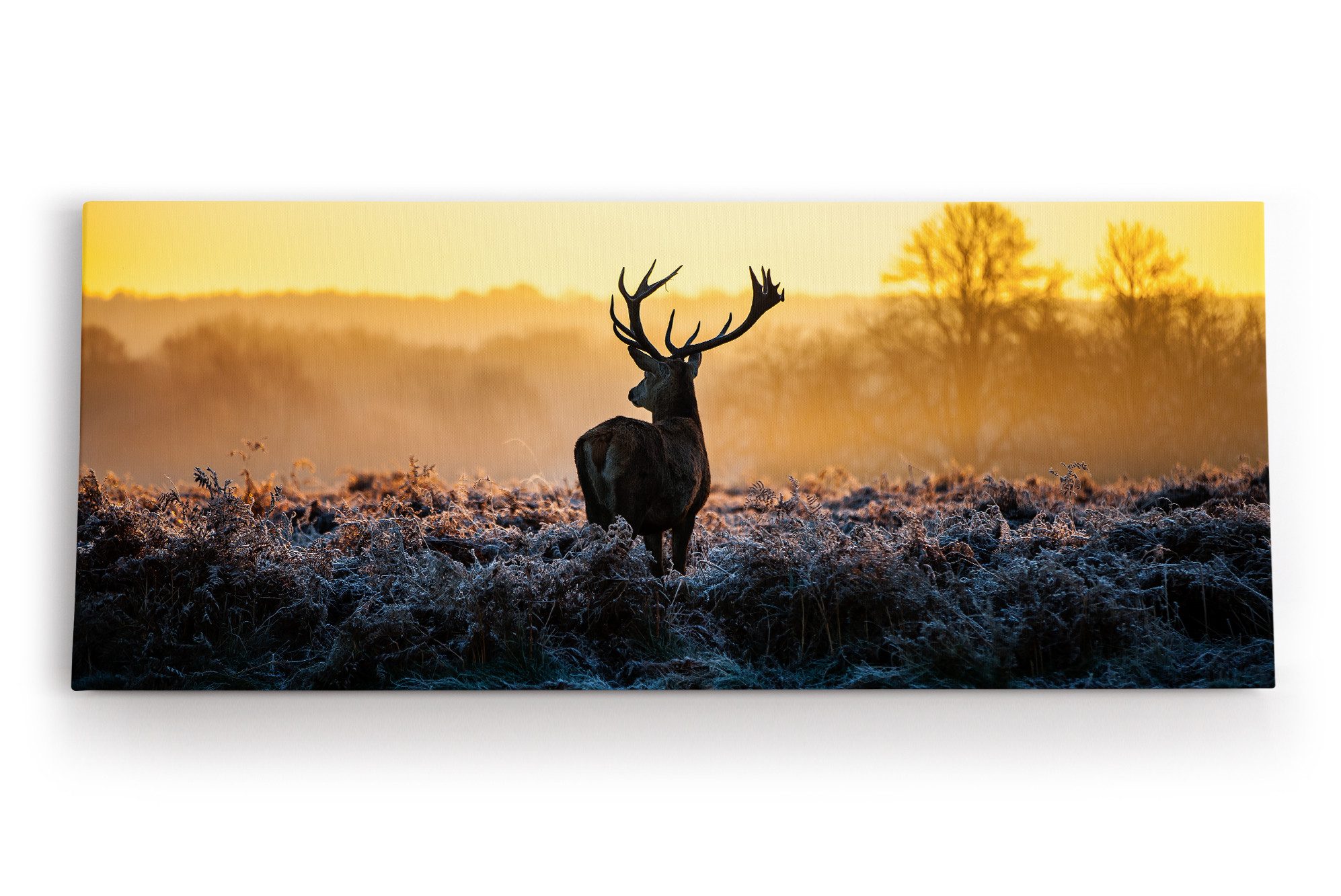 Möbel Direktde Leinwandbild Hirsch Geweih Natur Morgentau