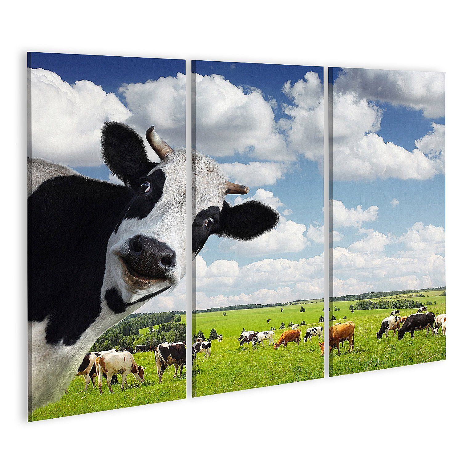 islandburner Leinwandbild Bild auf Leinwand Lustige Kuh Die In Die Kamera Schaut Mit Grüner Wies