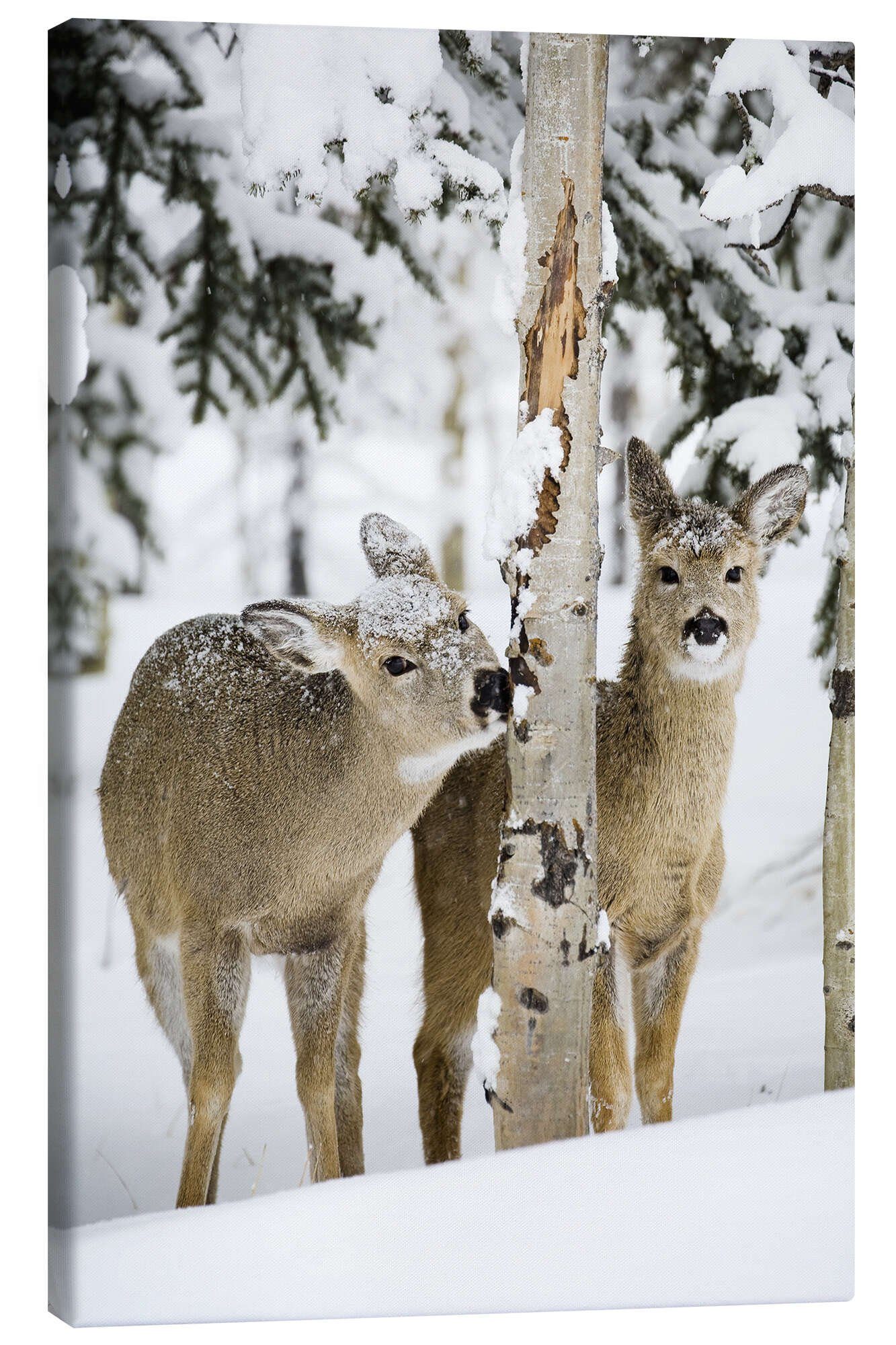 Posterlounge Leinwandbild Michael Interisano Rehe Im Winterwald