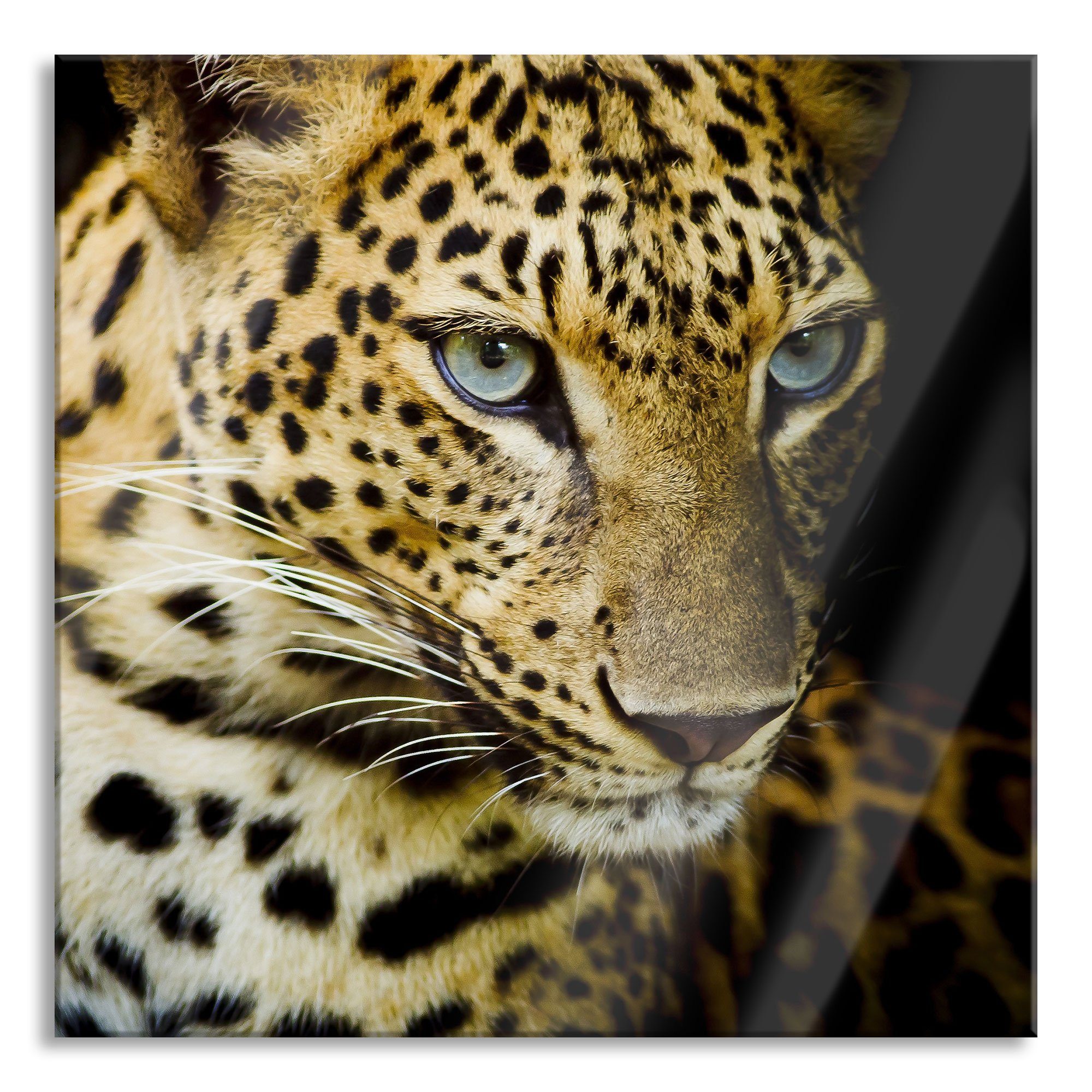 Pixxprint Glasbild Leopard Mit Blauen Augen Leopard Mit Blauen Augen