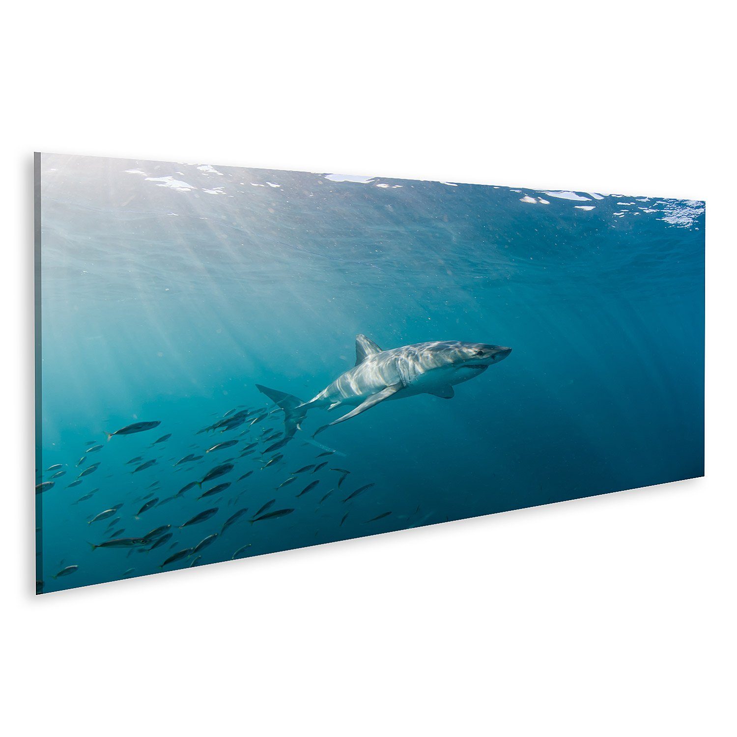 islandburner Leinwandbild Bild auf Leinwand Großer weißer Hai und Fischschwarm Wandbild Poster K