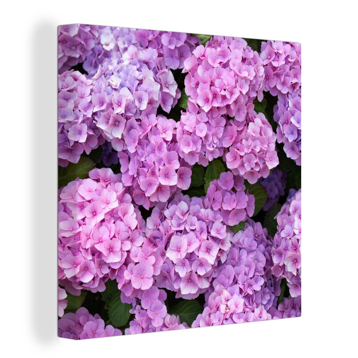 Onemillioncanvasses® Leinwandbild Blumen Hortensie Strauch Rosa