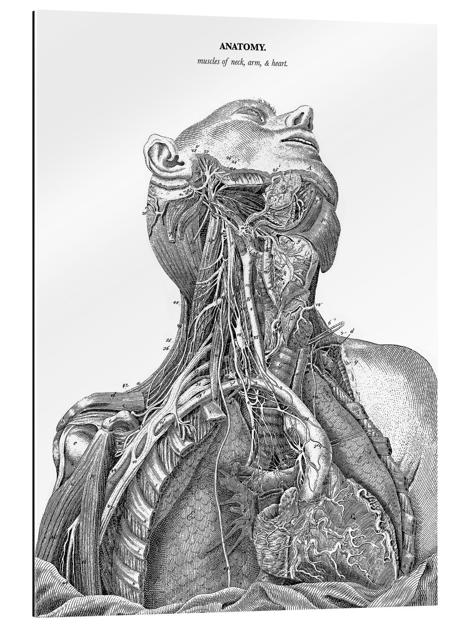 Posterlounge Xxl Wandbild Master Collection Anatomie Des Nervensystems
