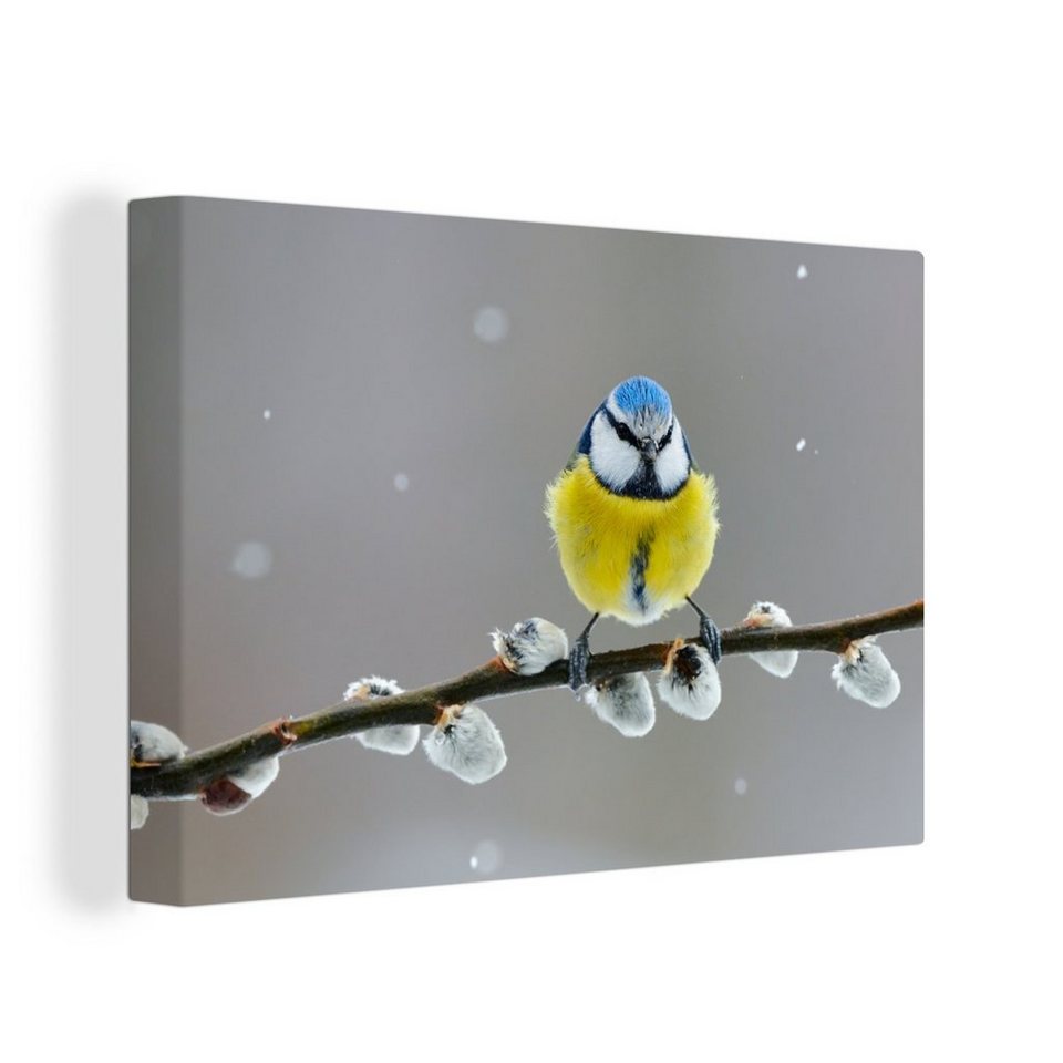 Onemillioncanvasses® Leinwandbild Blaumeise Vogel Zweig Gelb