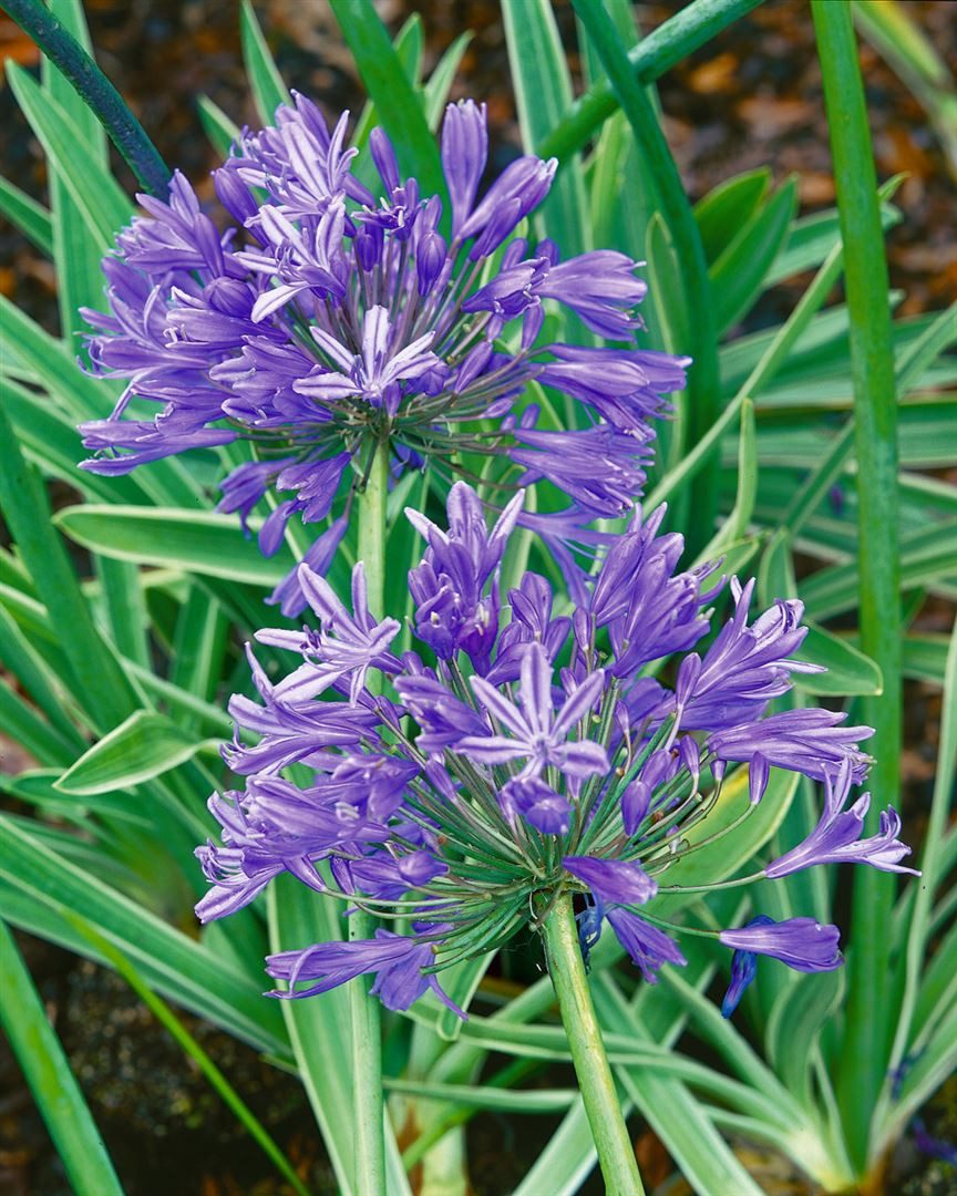 Pflanzen für Dich Staude Agapanthus africanus, 1 St., Afrikanische ...