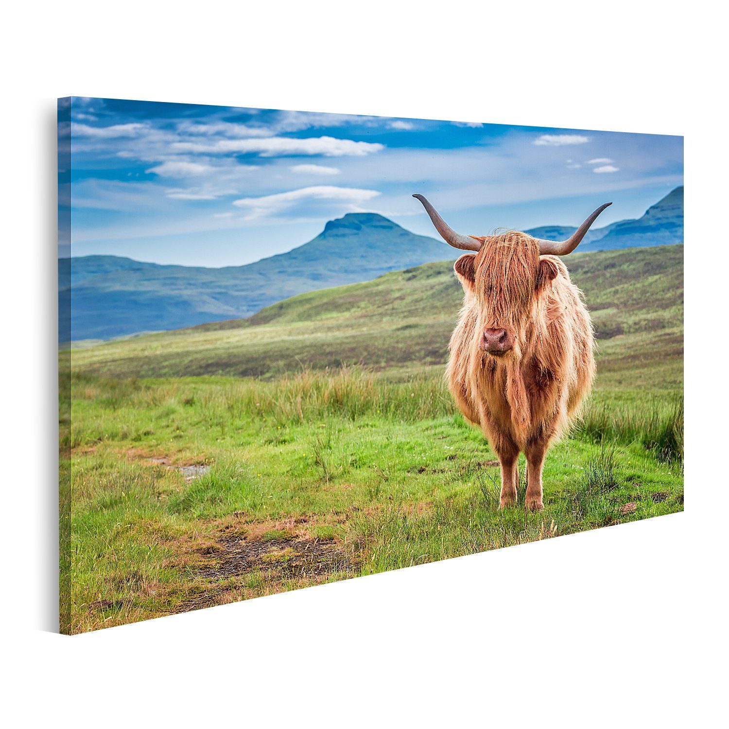 islandburner Leinwandbild Bild auf Leinwand Weiden Lassen Hochlandkuh In Isle Of Skye Schottland