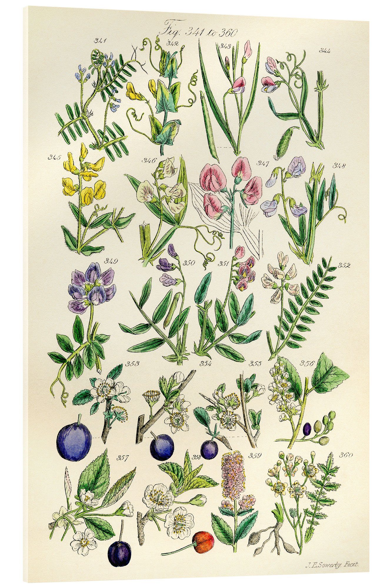 Posterlounge Acrylglasbild Sowerby Collection, Wildblumen, Fig. 341-360, Wohnzimmer Vintage ...