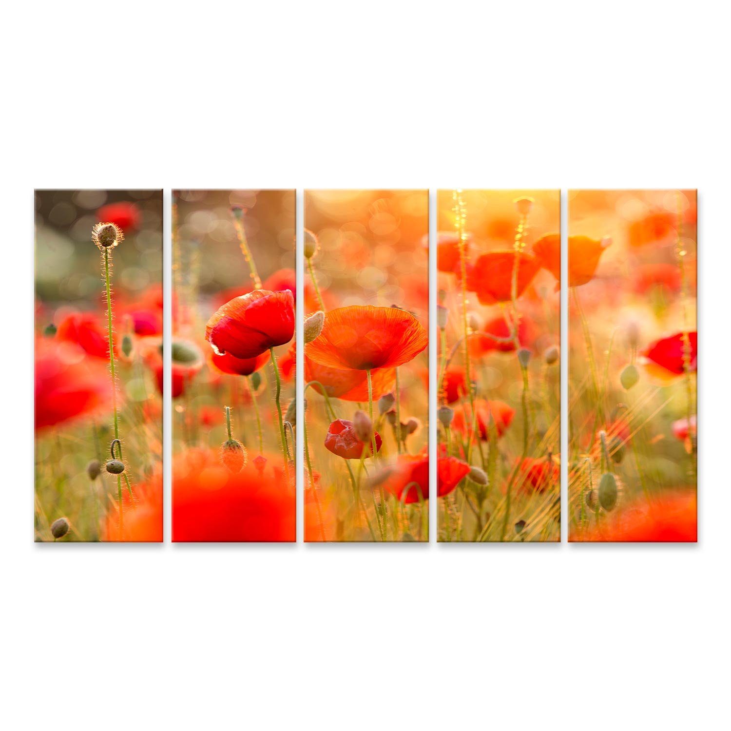 islandburner Leinwandbild Bild auf Leinwand Blühendes Mohnfeld im warmen Abendlicht Wandbild Pos