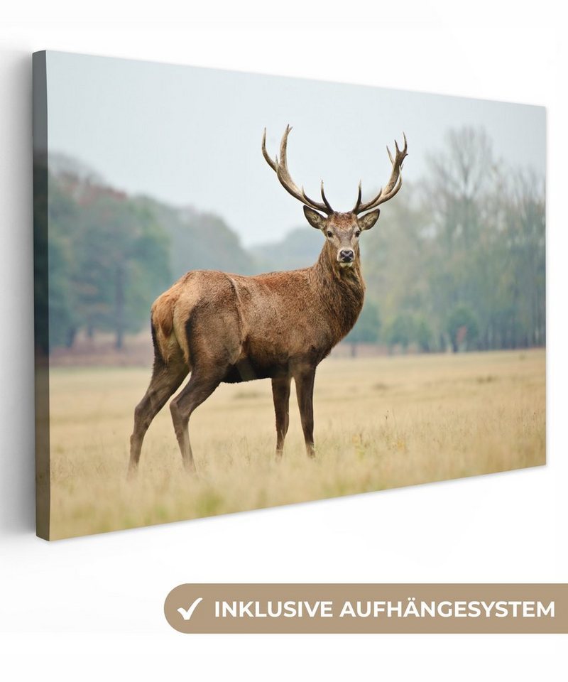 Onemillioncanvasses® Leinwandbild Hirsche Tiere Geweihe 1 St