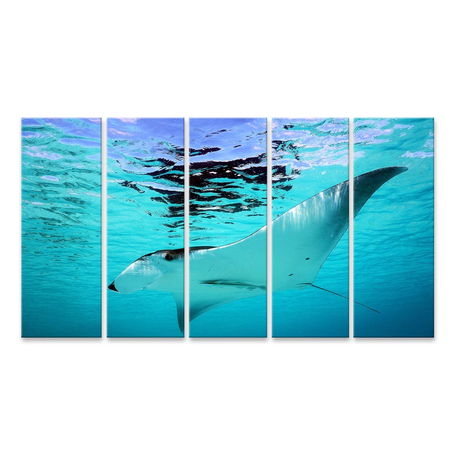 islandburner Leinwandbild Bild auf Leinwand Manta Ray Giant Schwimmen unter Wasser Oberfläche So