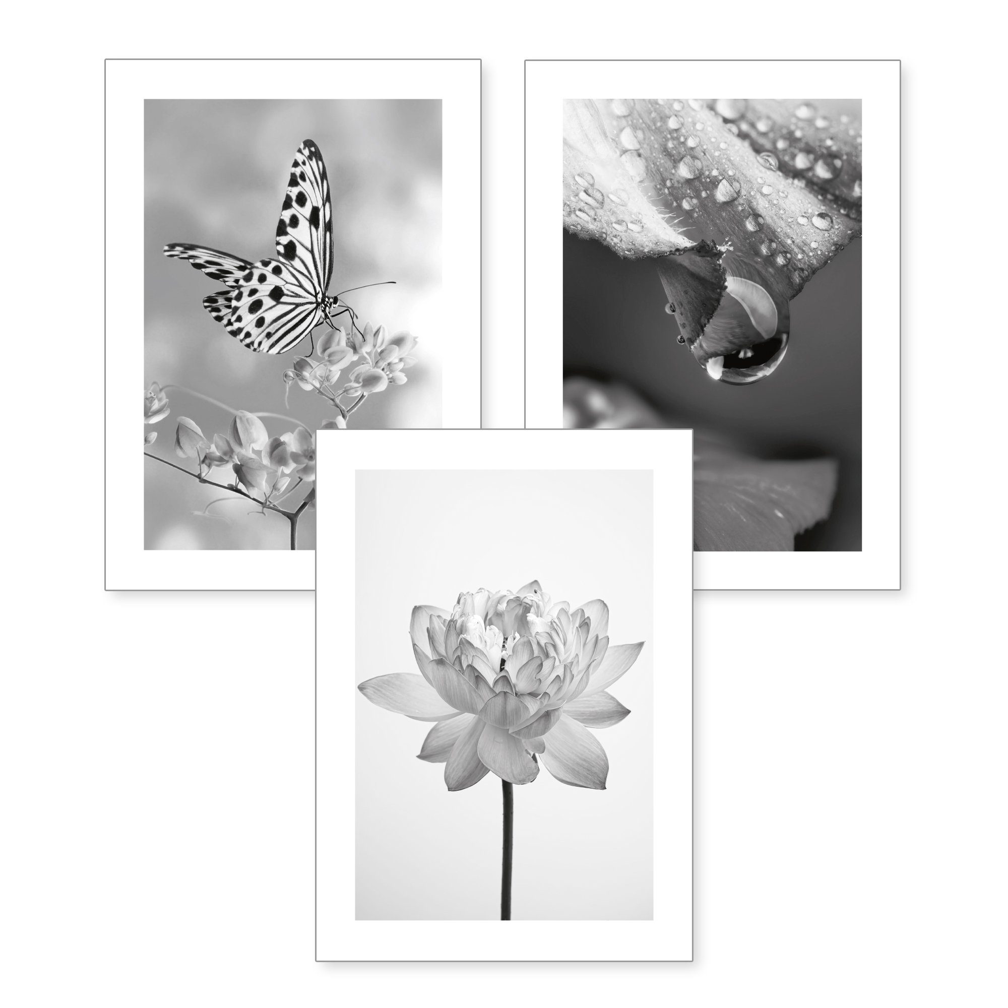 Kreative Feder Poster Natur Blüte Pflanze Schmetterling Schwarz