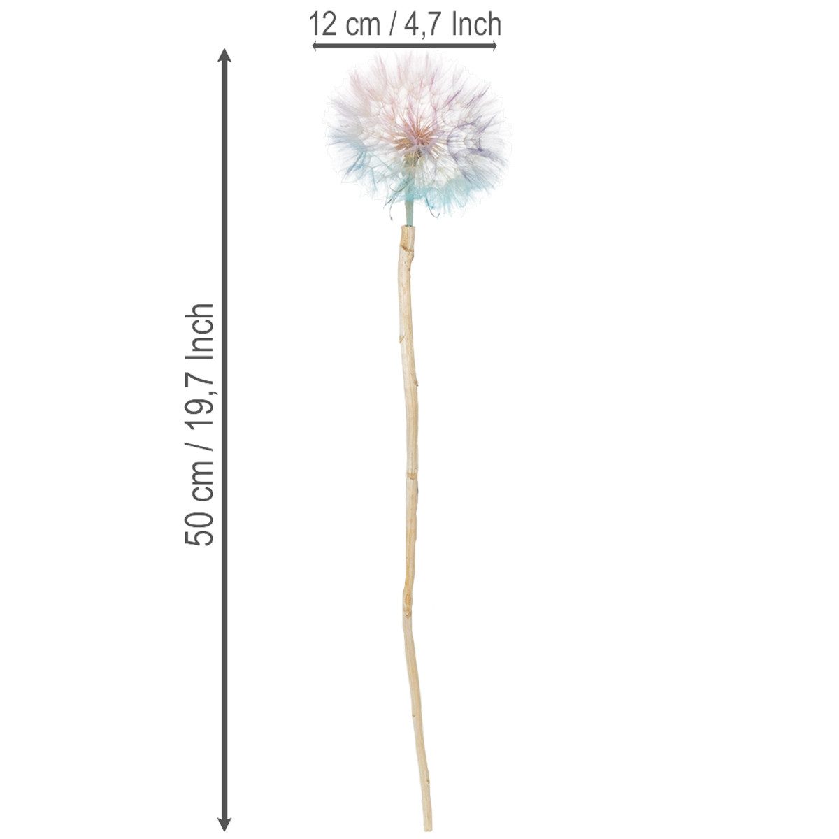 Trockenblume Trockenblumen Deko Pusteblume filigran stabilisiert ...