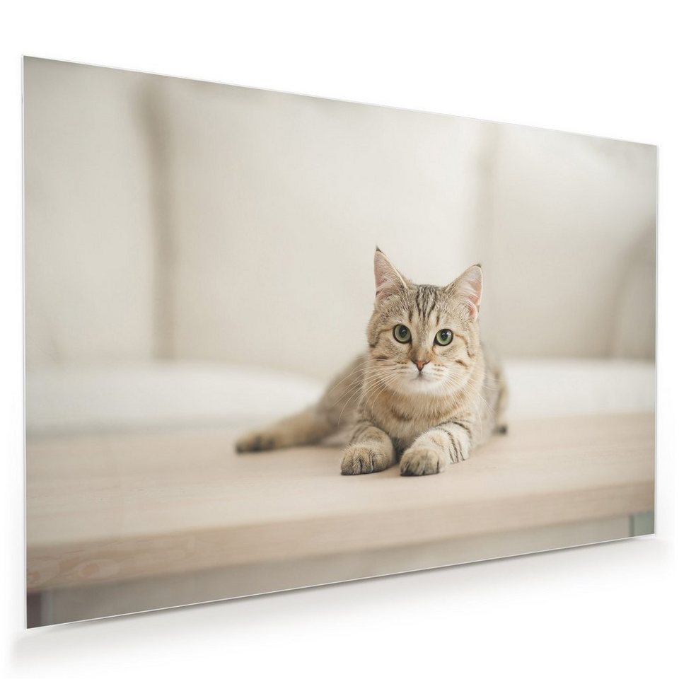 Primedeco Glasbild Wandbild Katze Liegend Mit Aufhängung Tiere Otto